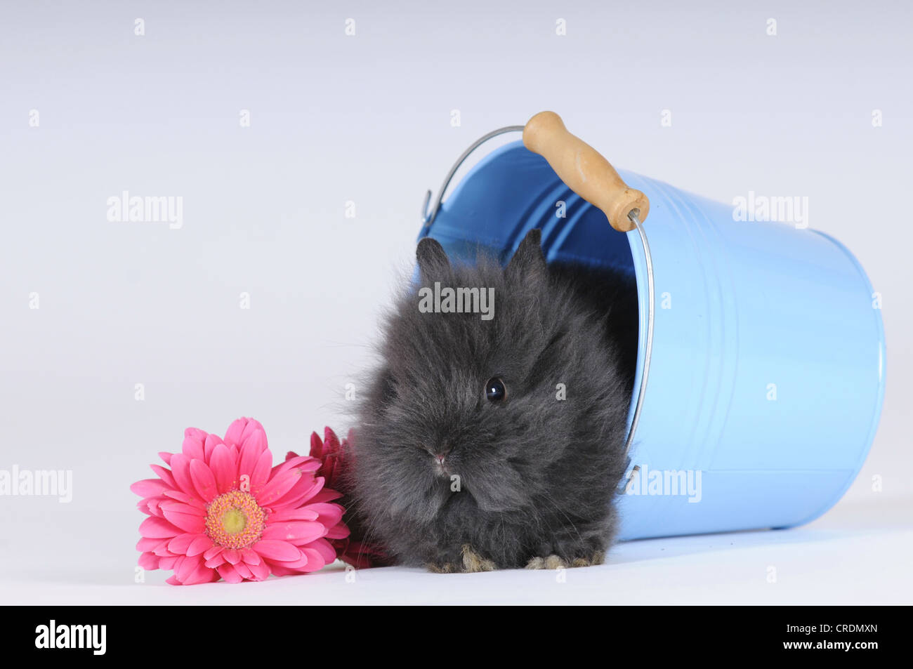 Grey Dwarf Rabbit with a pink gerbera, sitting in a blue bucket Stock ...