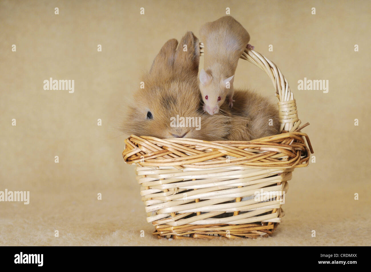 Brown mouse hi-res stock photography and images - Alamy