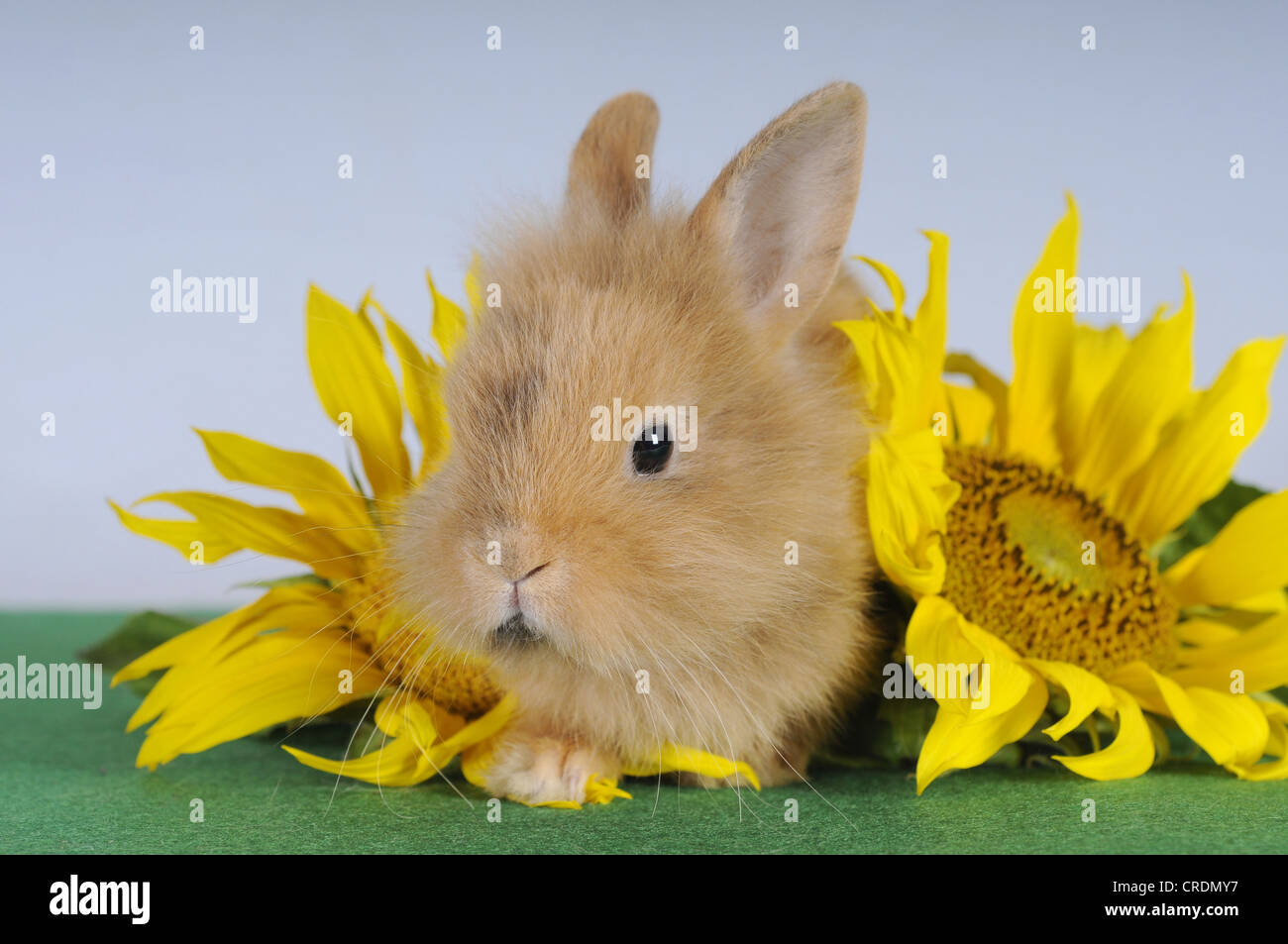 Brown-spotted dwarf rabbit lying next to sunflowers Stock Photo - Alamy