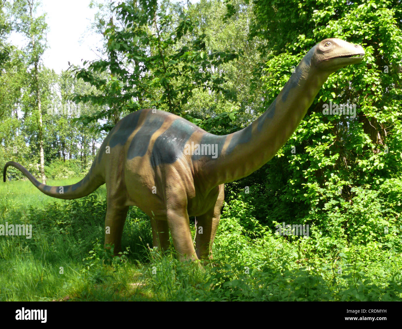 Brontosaurus hi-res stock photography and images - Alamy