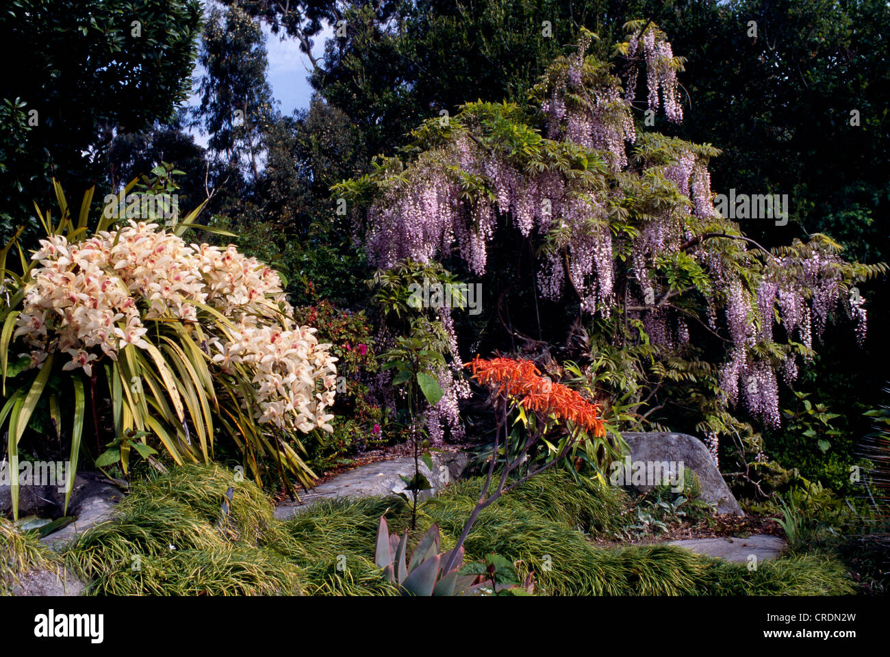 NATURALISTIC GARDEN WITH JAPANESE WISTERIA, CYMBIDIUM ORCHIDS, MONDO ...