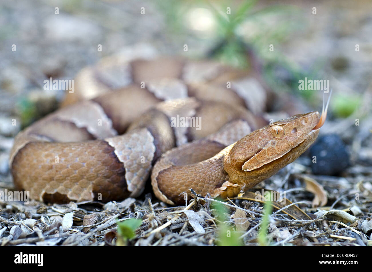 Trans-pecos Copperhead, (Agkistrodon contortrix pictigaster), Black Gap ...