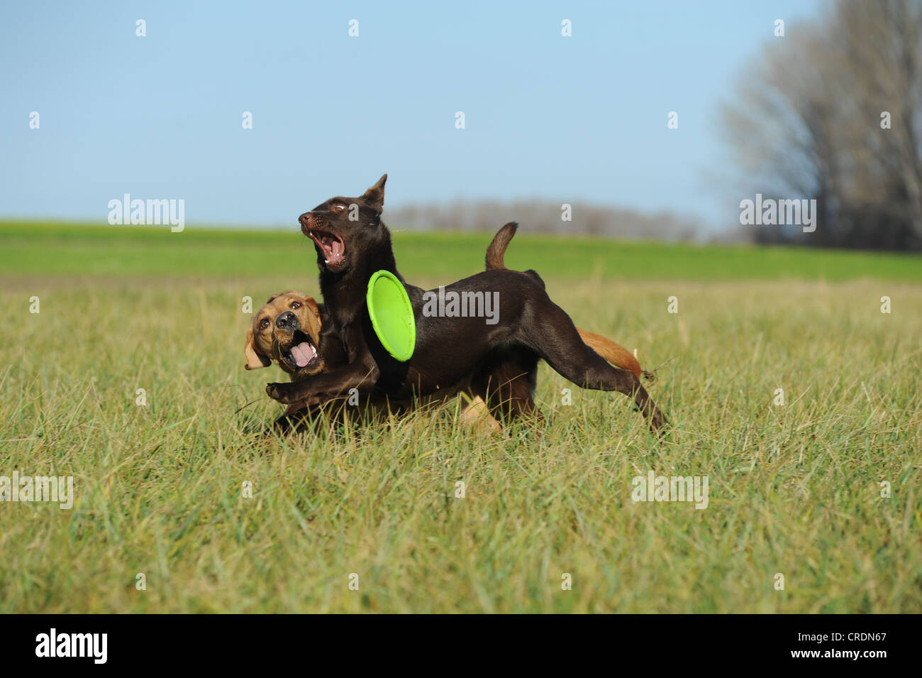 Yellow Labrador Retriever and a chocolate coloured Australian Kelpie ...