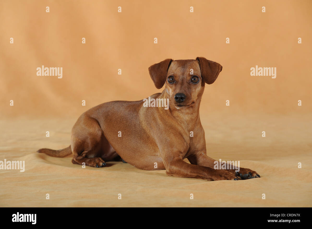 Brown Miniature Pinscher, lying Stock Photo - Alamy