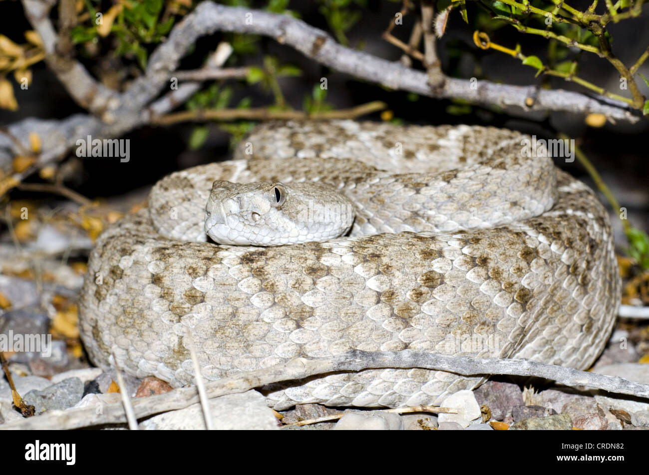 Texas western diamondback rattlesnake crotalus hi-res stock photography ...