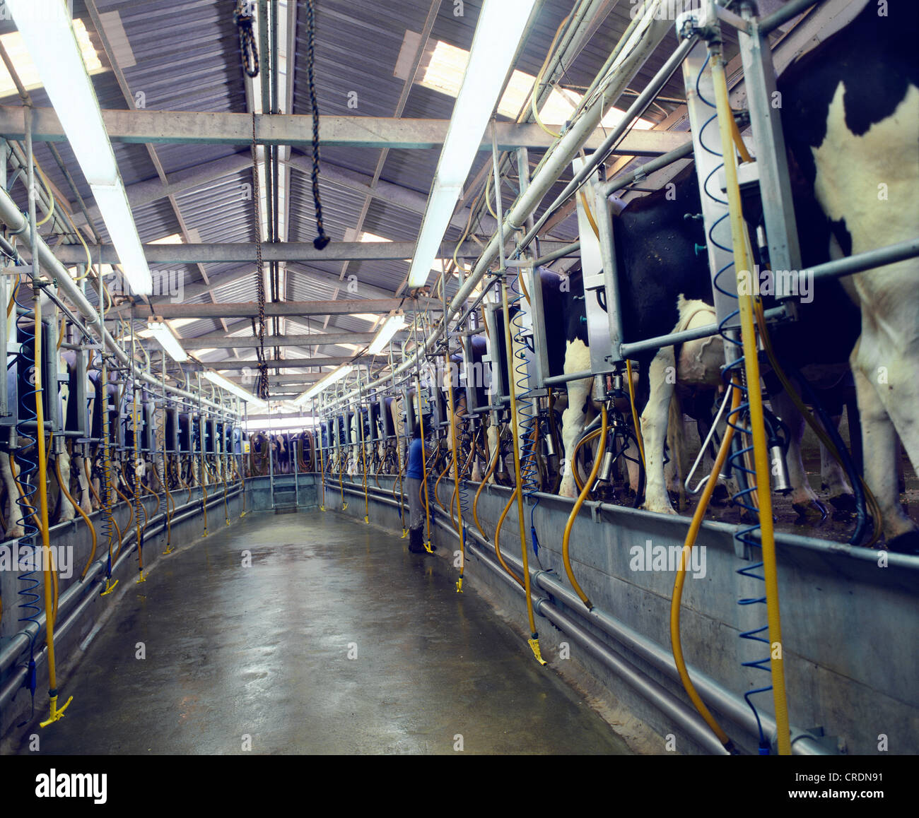 Large modern dairy farm hi-res stock photography and images - Alamy