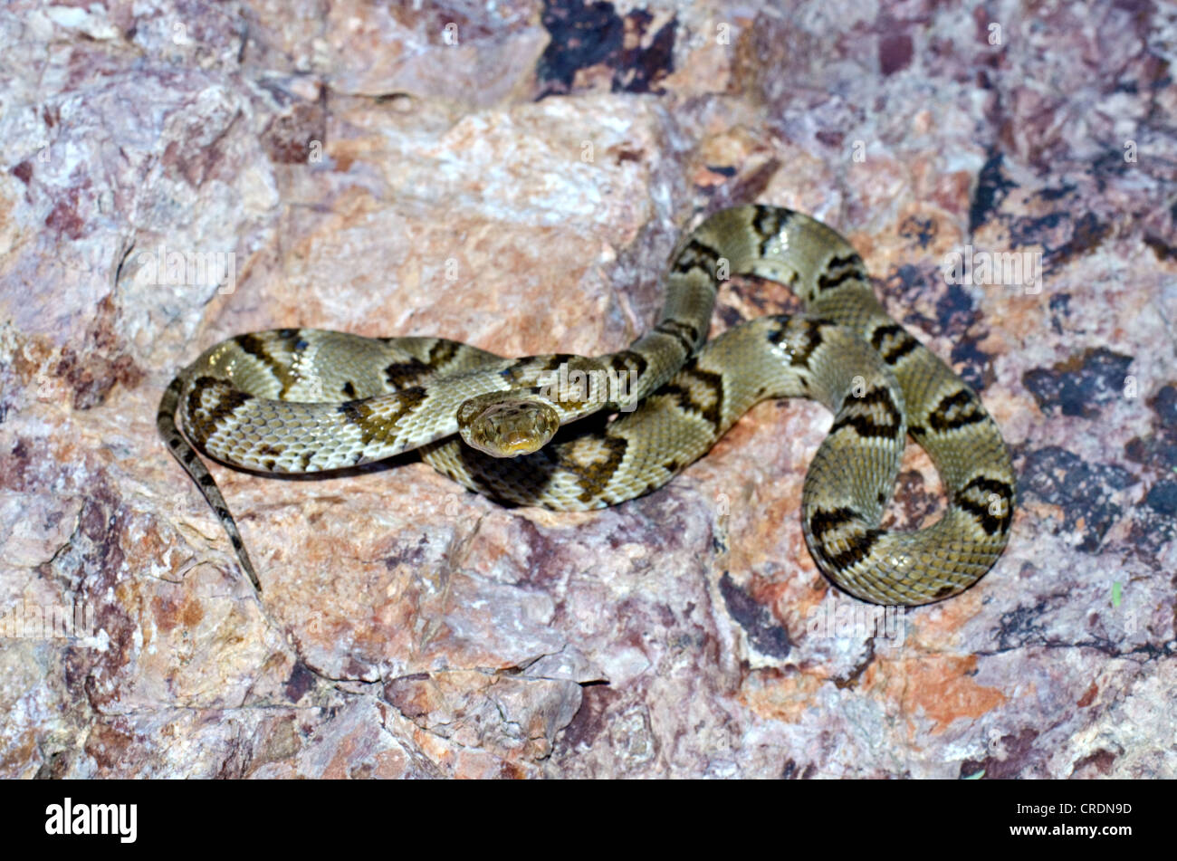 Chihuahuan Lyre Snake, (Trimorphodon vilkonsoni), Black Gap Wildlife ...