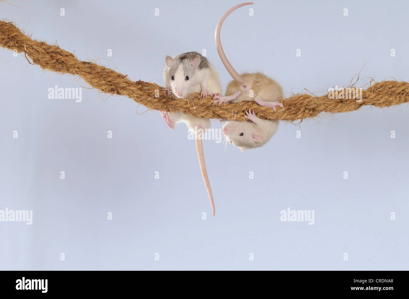 Rats High Resolution Stock Photography and Images - Alamy