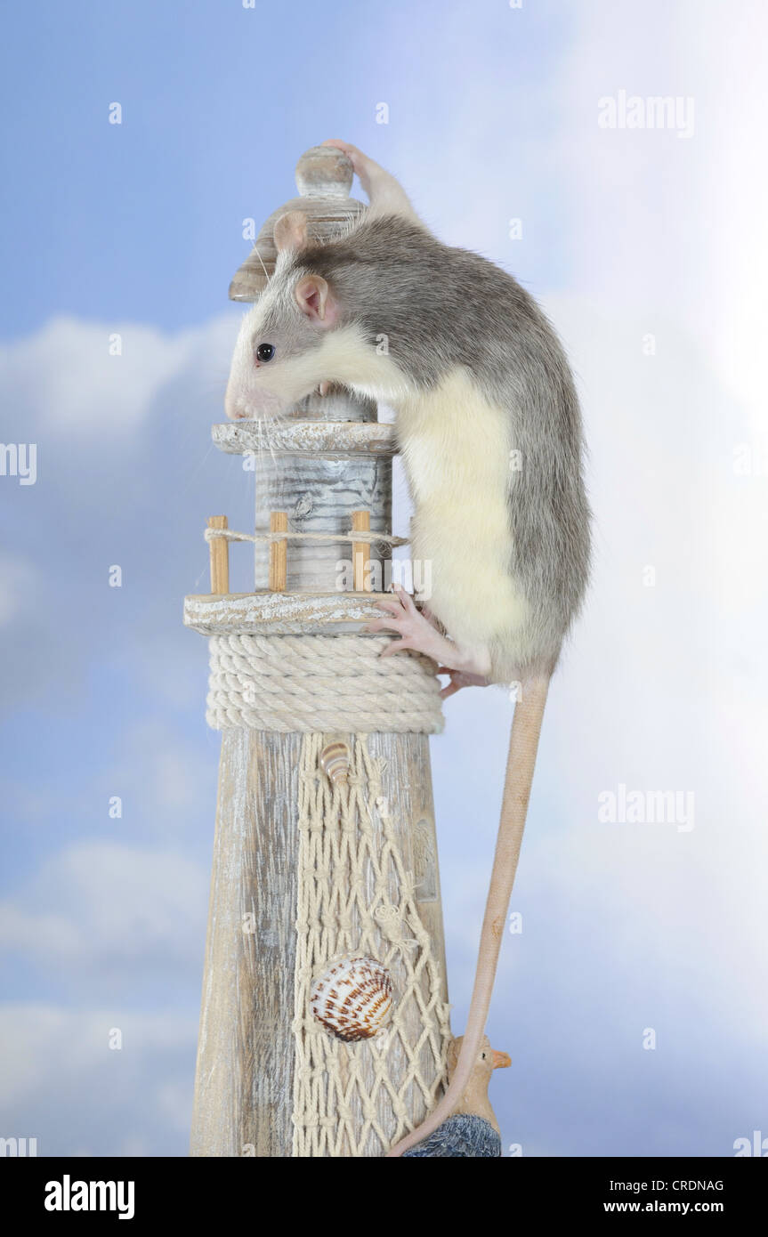 Fancy Rat, husky coloured, climbing a mini lighthouse Stock Photo - Alamy