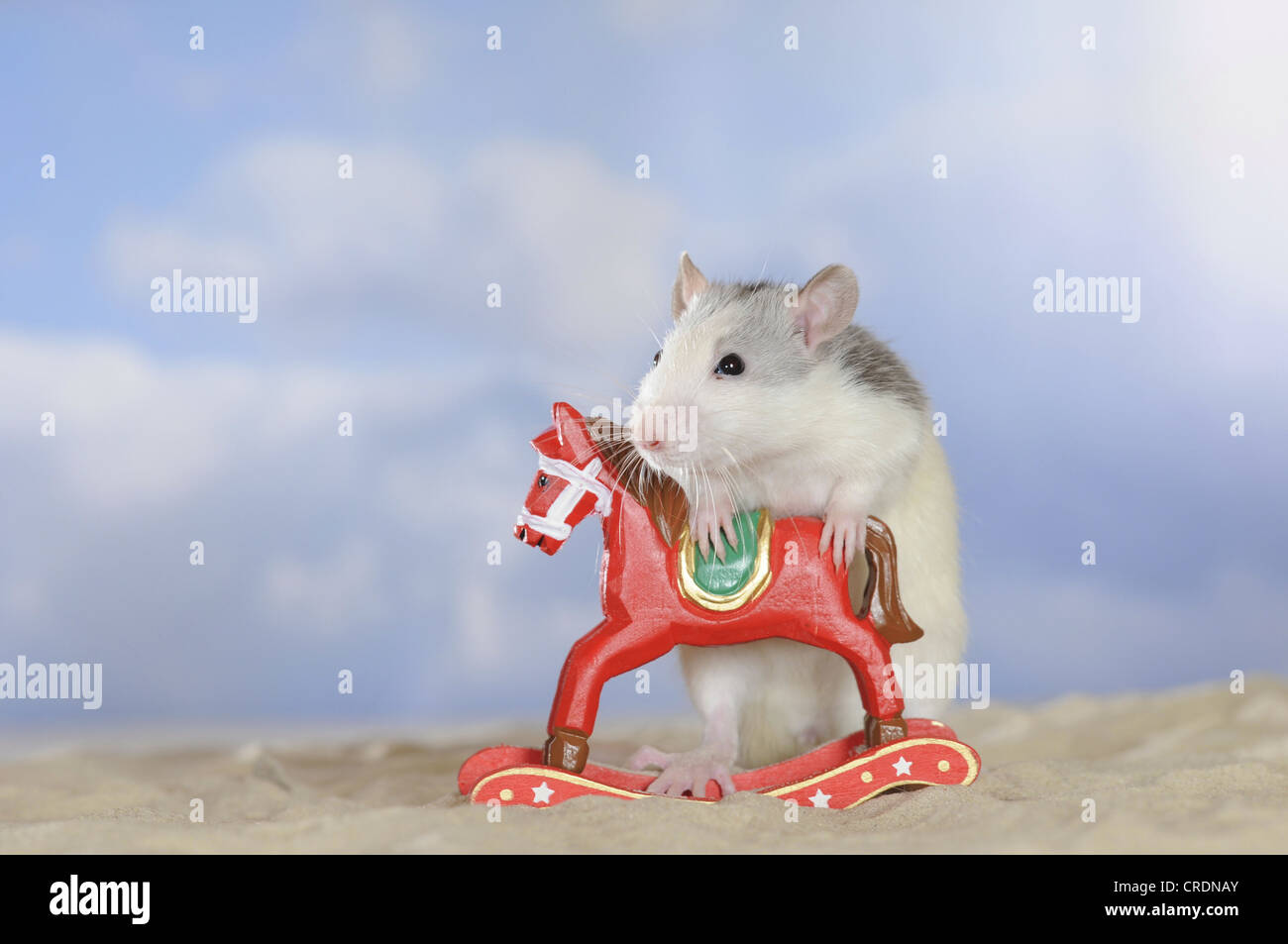 Red rat hi-res stock photography and images - Alamy