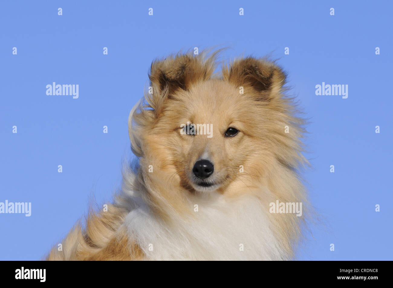 Sheltie, Shetland Sheepdog, sable coloured, portrait Stock Photo - Alamy