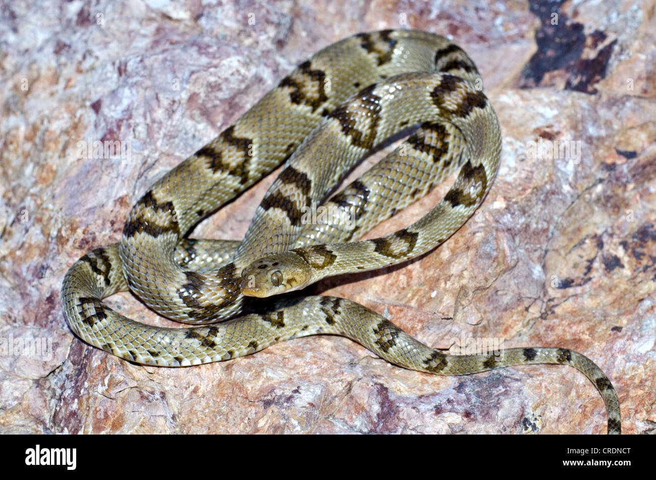 Chihuahuan Lyre Snake, (Trimorphodon vilkonsoni), Black Gap Wildlife ...