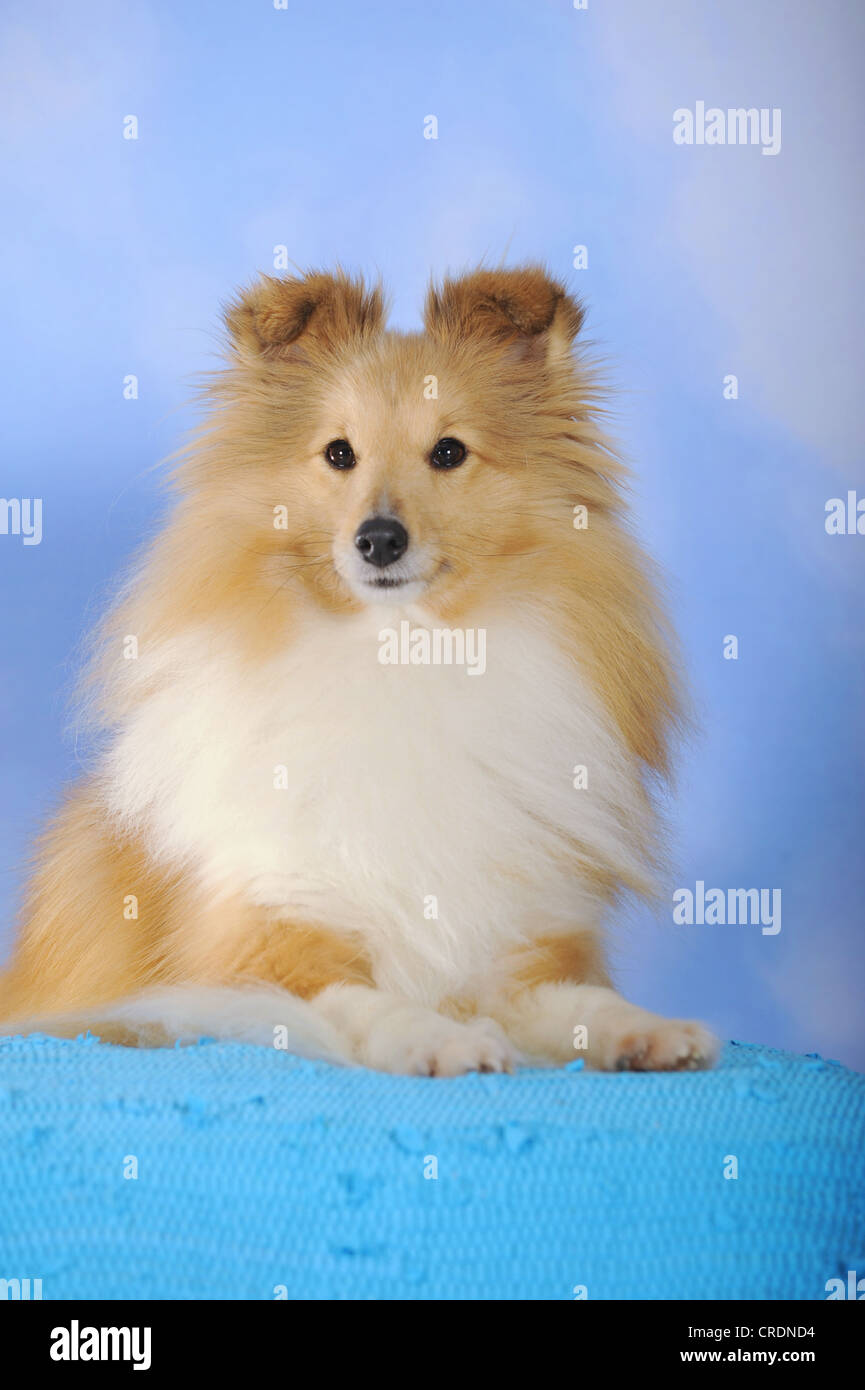 Sheltie, Shetland Sheepdog, sable coloured, on a blue blanket Stock ...