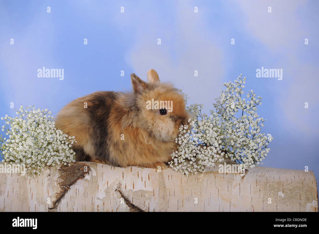 Rabbit log hi-res stock photography and images - Alamy
