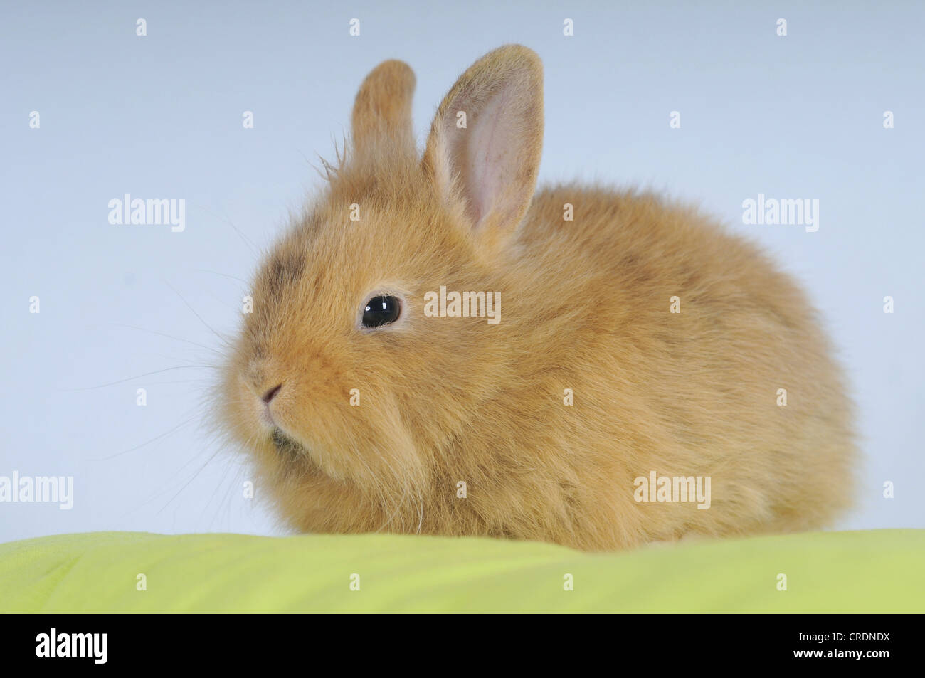 Brown Dwarf Rabbit Stock Photo - Alamy