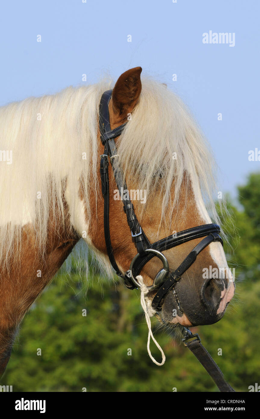 American Shetland Pony, portrait Stock Photo - Alamy