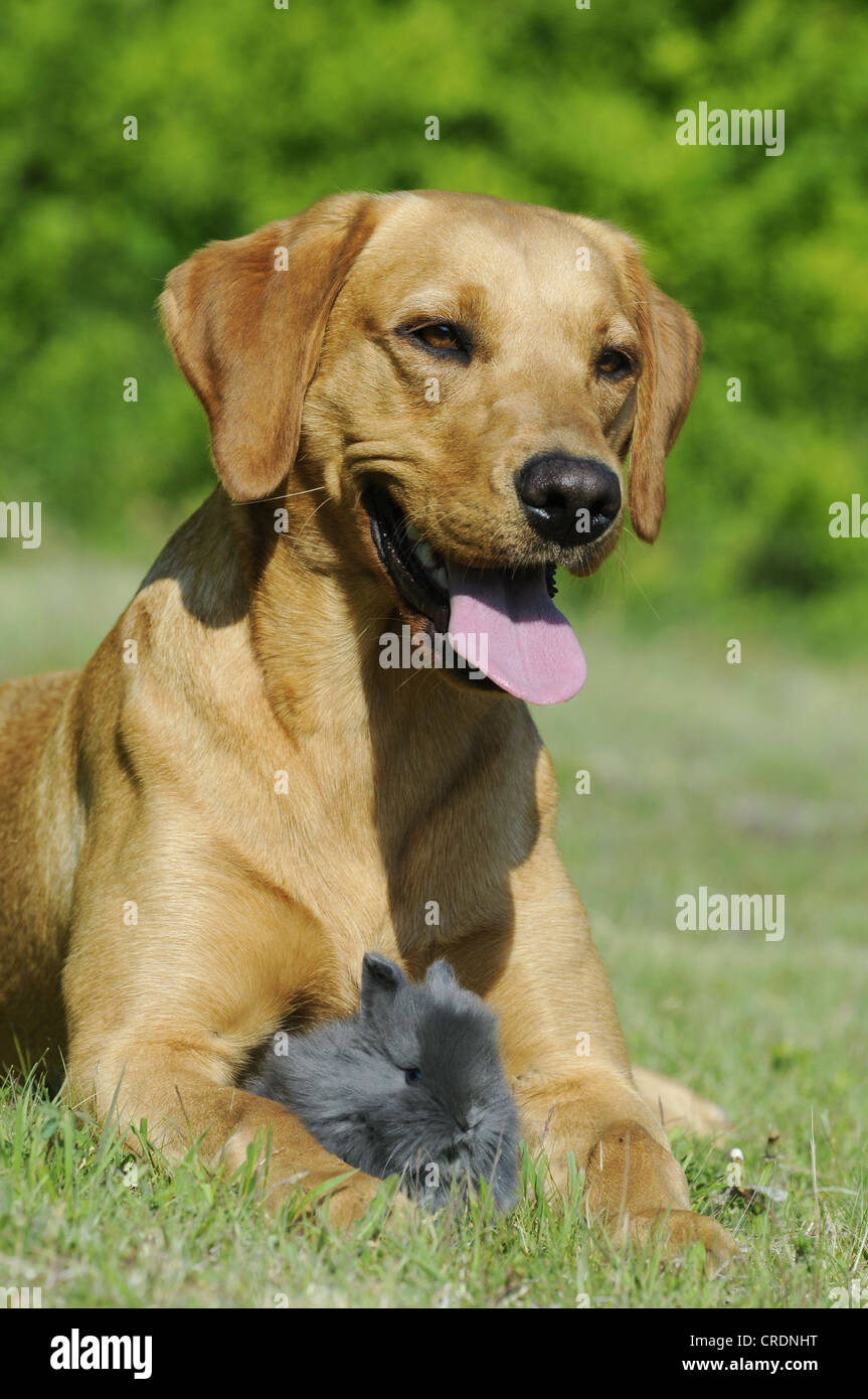 Yellow Labrador Retriever bitch with a grey rabbit Stock Photo - Alamy