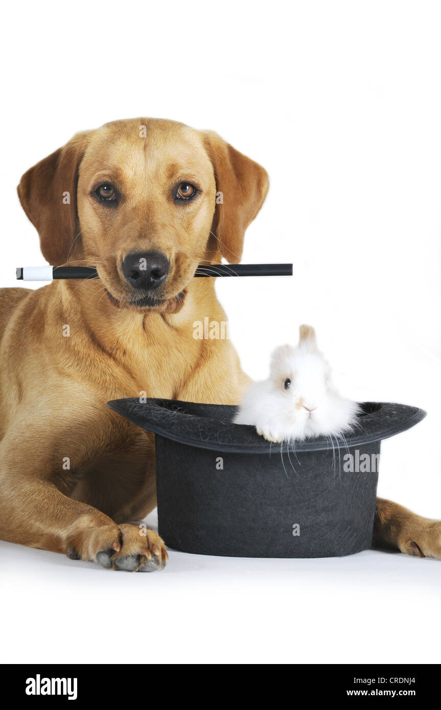 Yellow Labrador Retriever bitch with a magic wand in its mouth and a ...