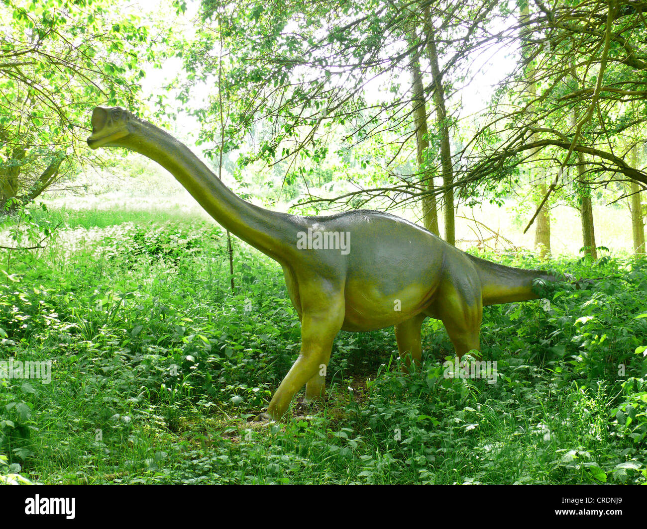 Europasaurus holgeri (Europasaurus holgeri), single individual on a ...