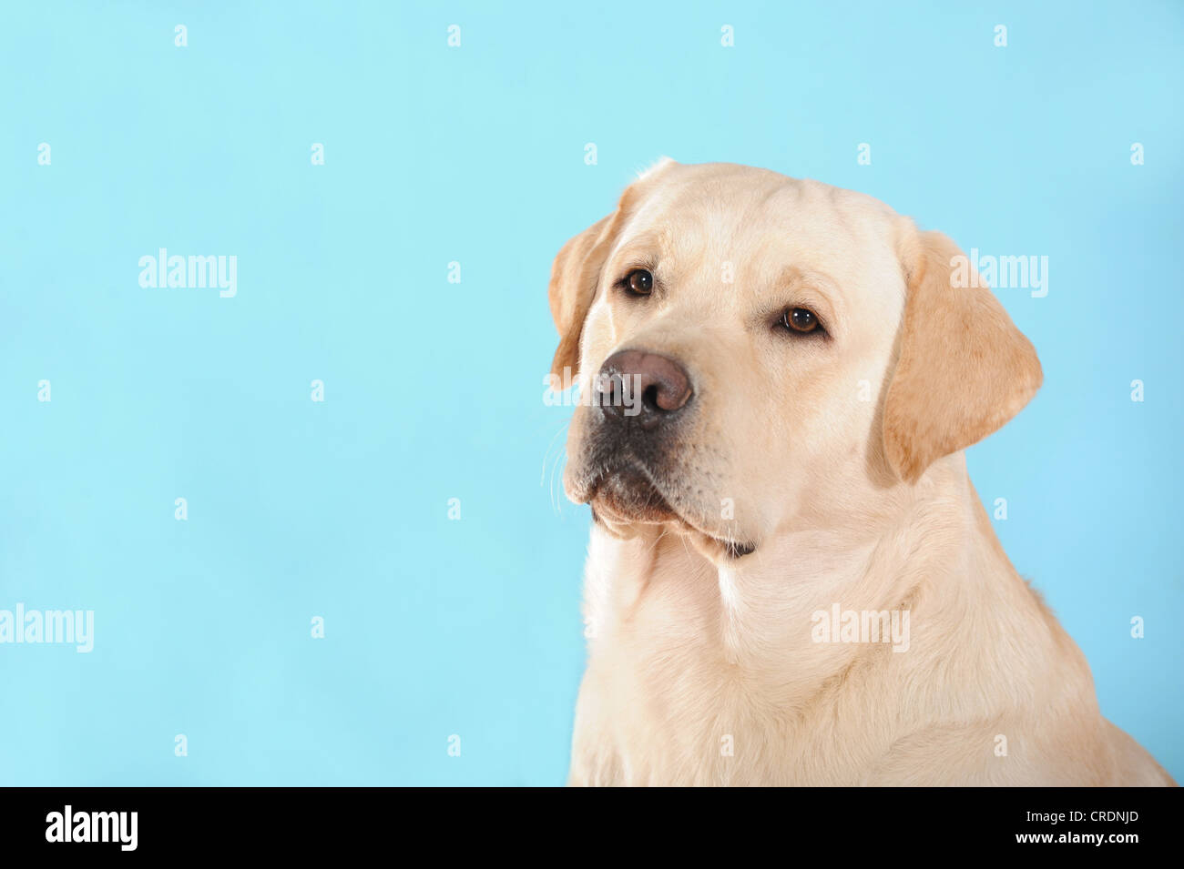 Yellow Labrador Retriever, portrait Stock Photo - Alamy