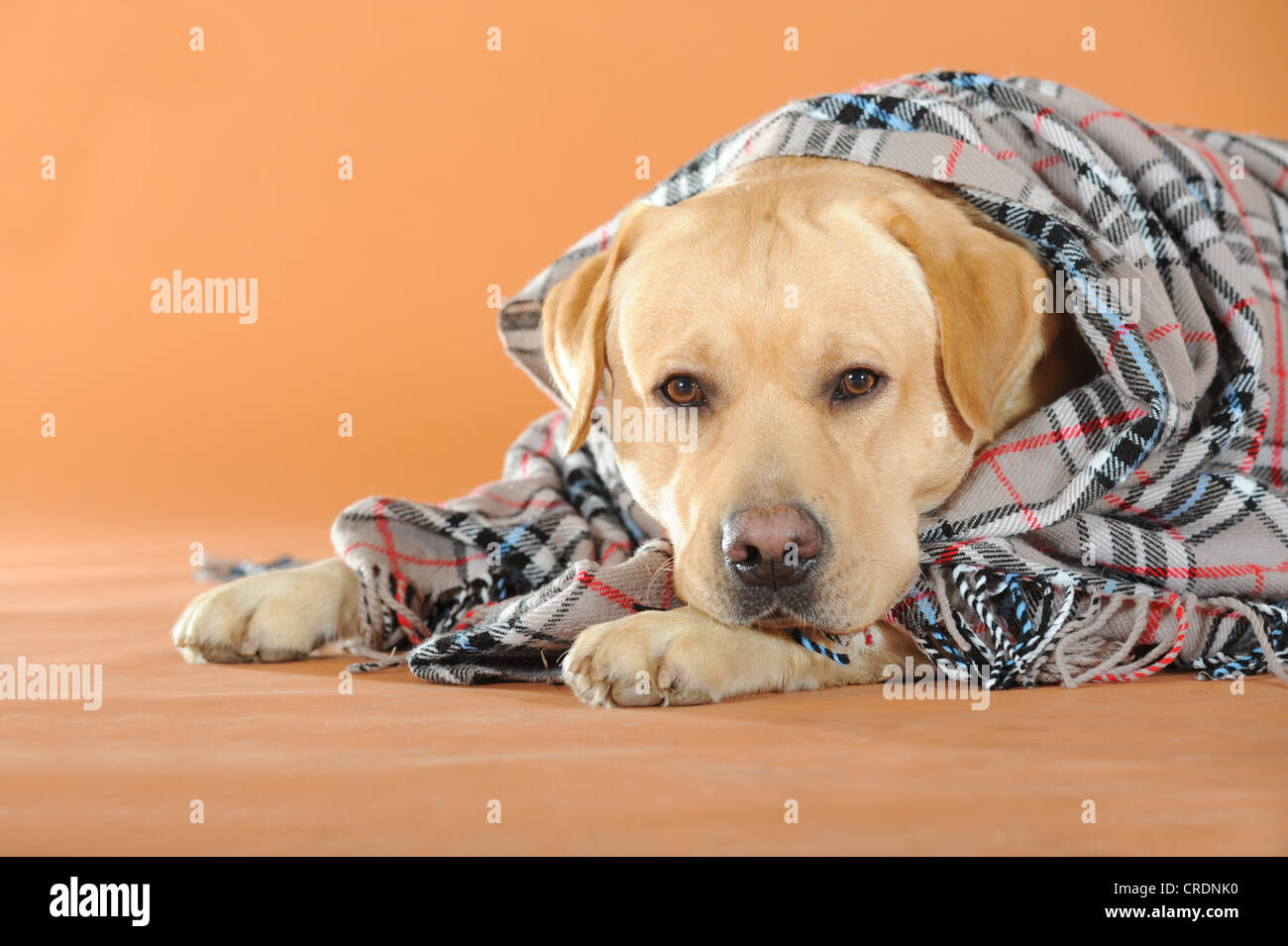 Yellow Labrador Retriever lying under a plaid blanket Stock Photo - Alamy