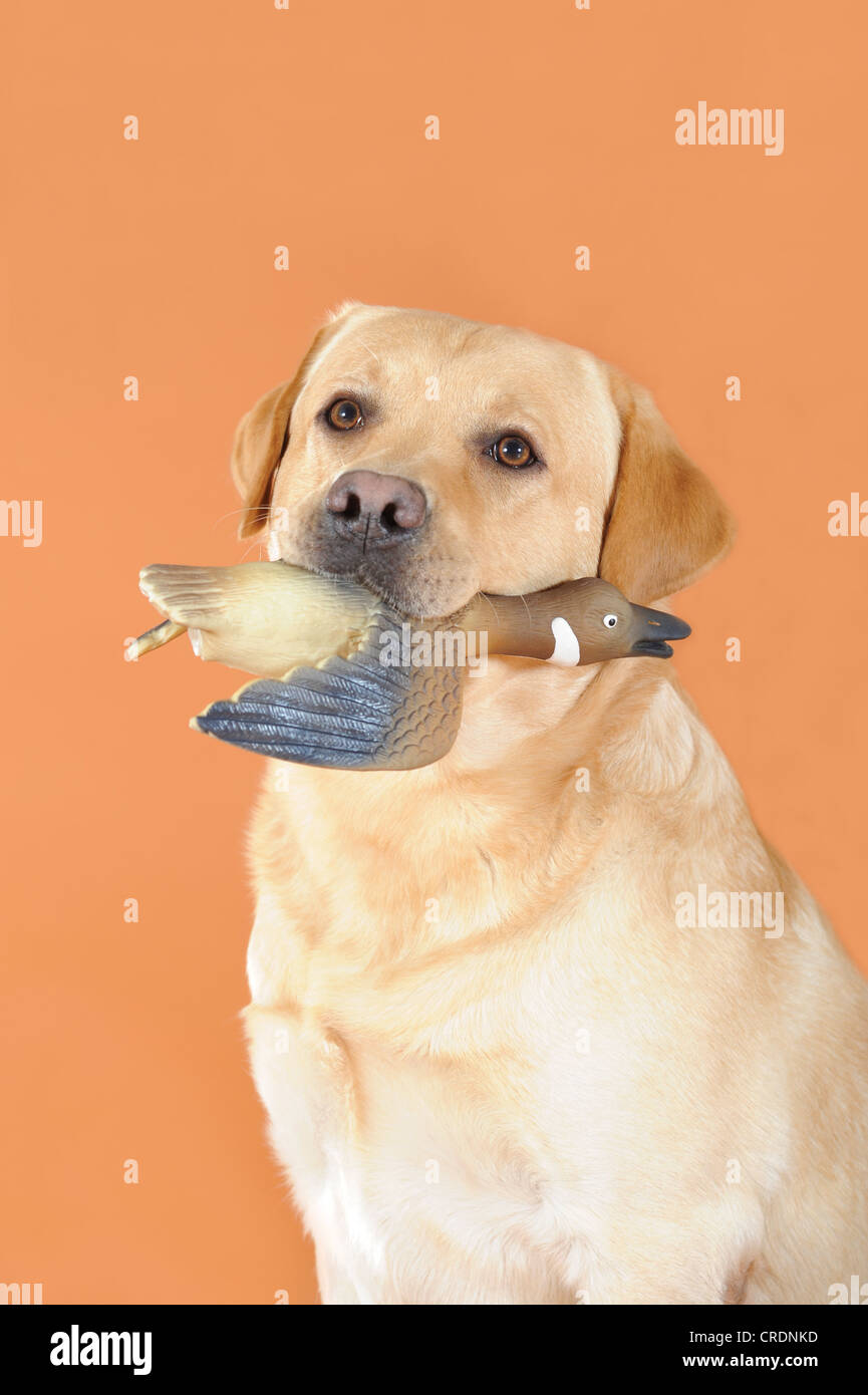 Labrador Retriever With Duck High Resolution Stock Photography and ...