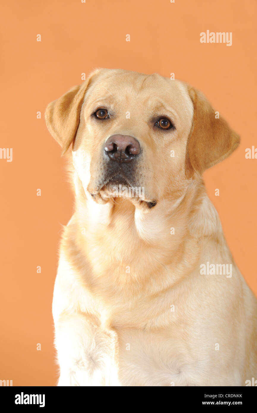 Yellow Labrador Retriever, portrait Stock Photo - Alamy
