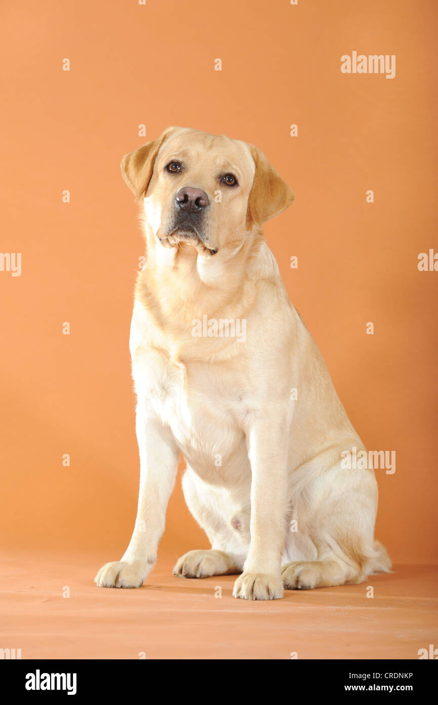 Yellow Labrador Retriever, sitting Stock Photo - Alamy