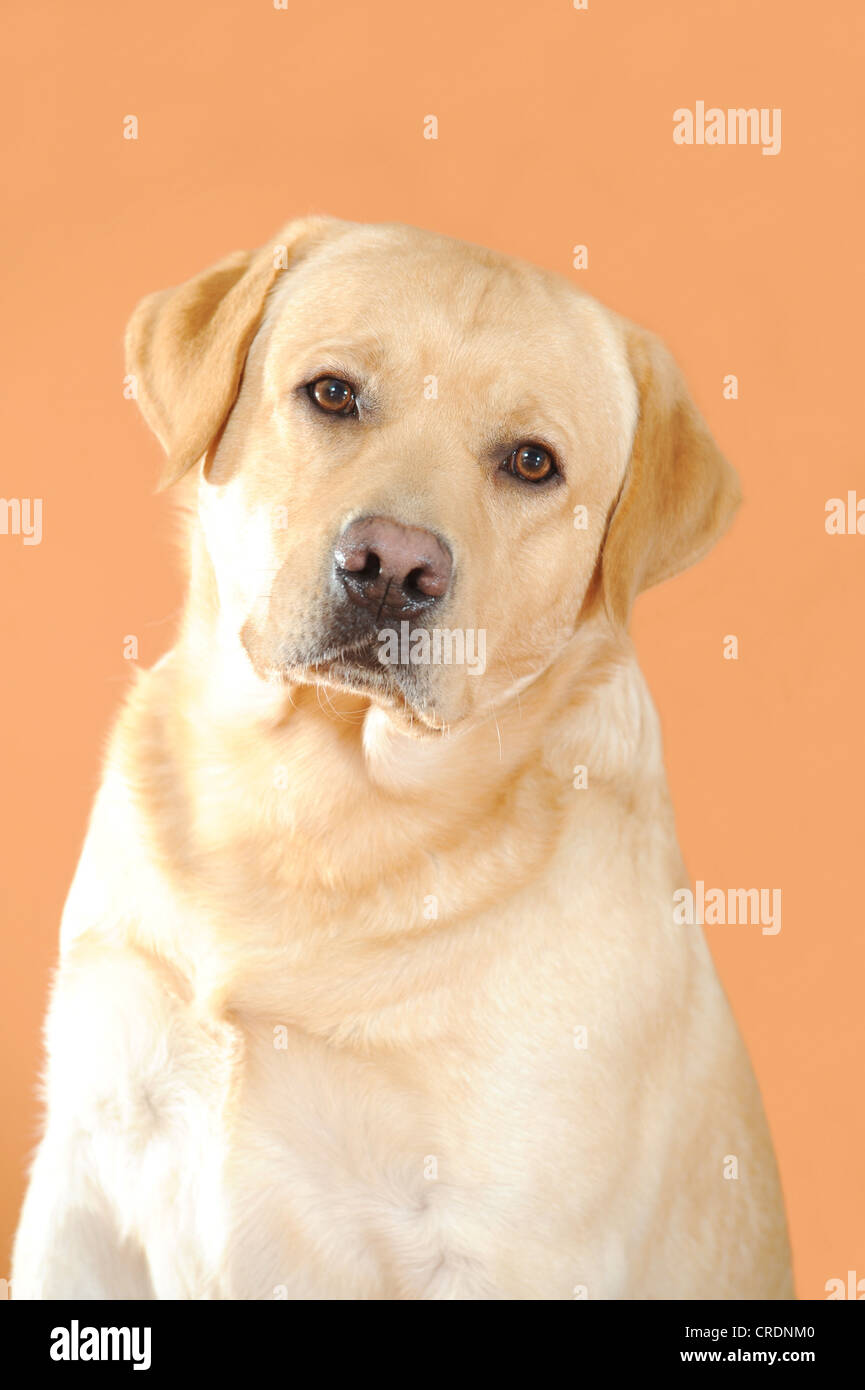 Yellow Labrador Retriever, portrait Stock Photo - Alamy