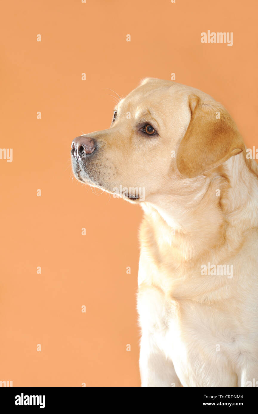 Yellow Labrador Retriever, portrait Stock Photo - Alamy