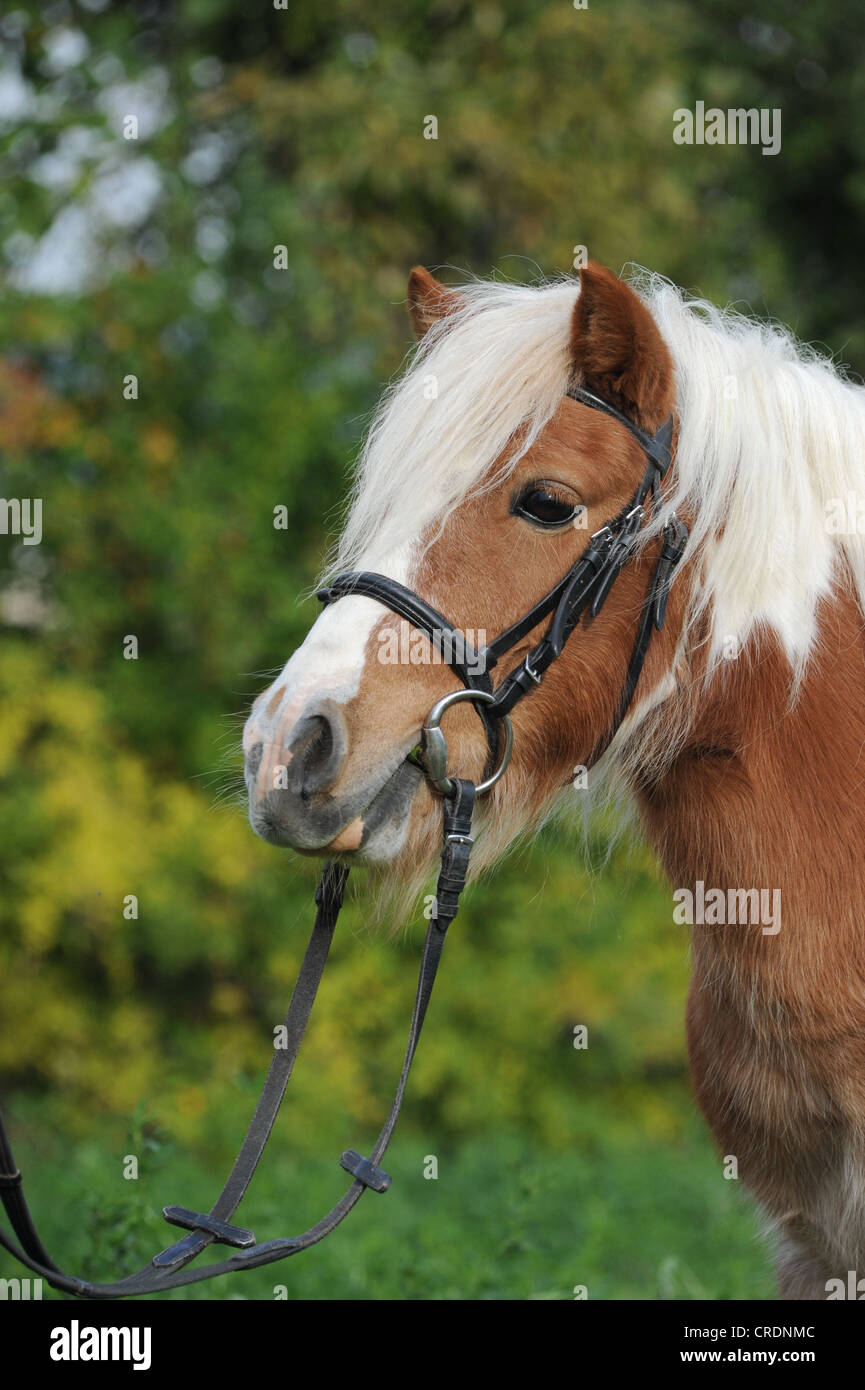 American Shetland Pony, portrait Stock Photo - Alamy