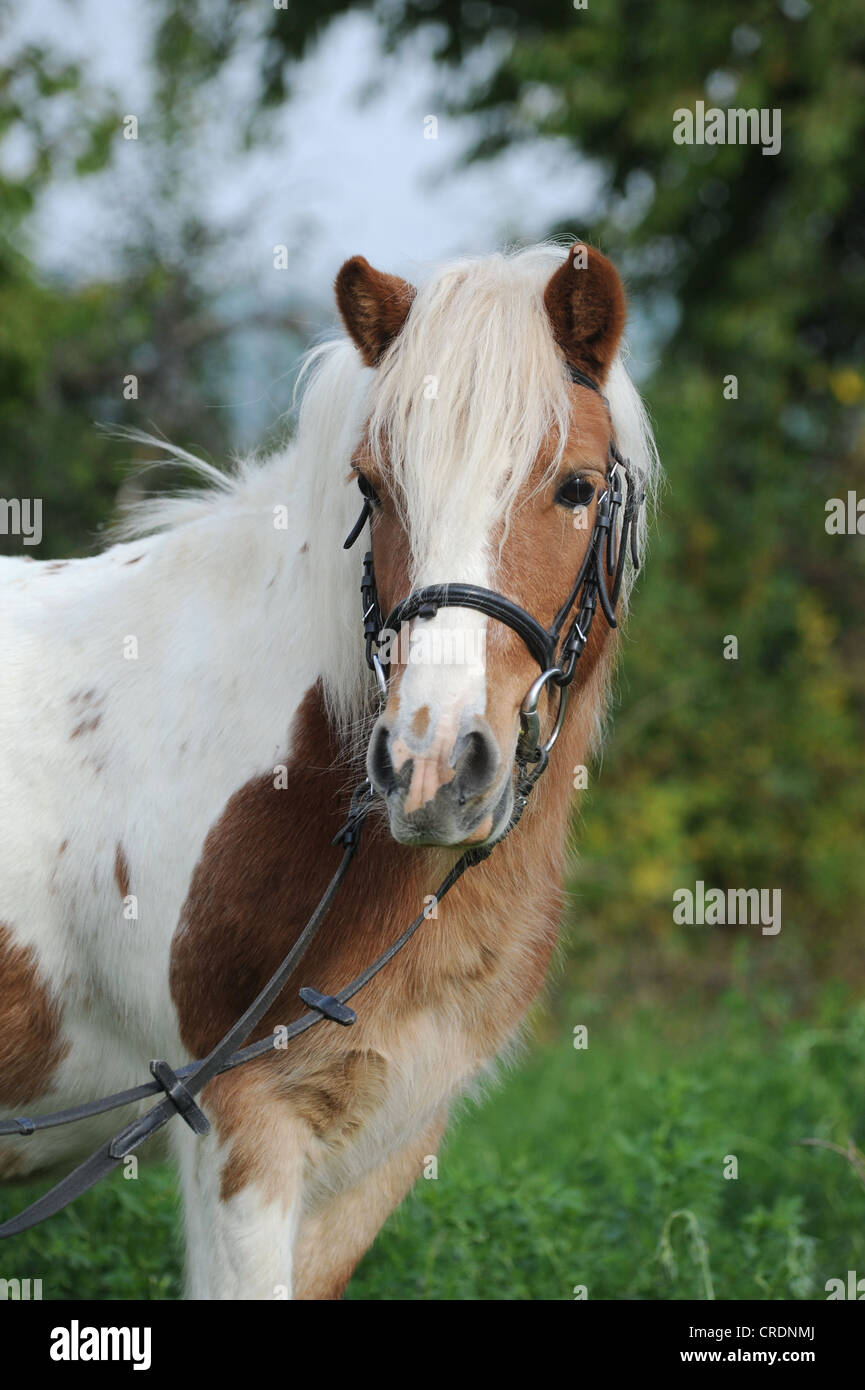 American shetland horse hi-res stock photography and images - Alamy