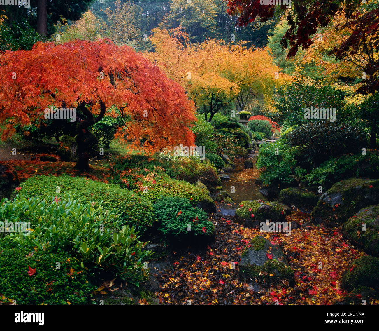 JAPANESE GARDENS IN FALL PORTLAND, OREGON Stock Photo - Alamy