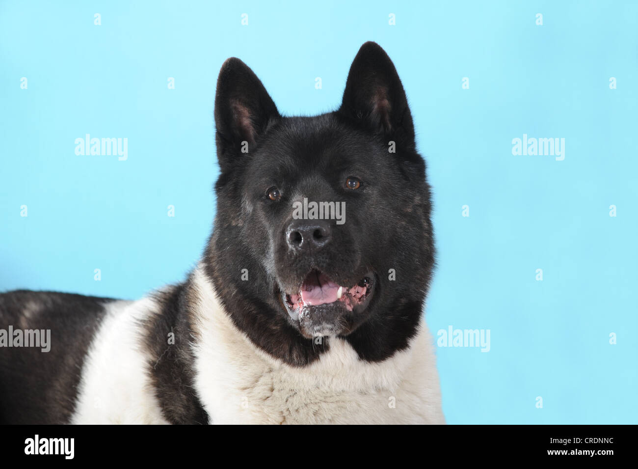 American akita hi-res stock photography and images - Alamy