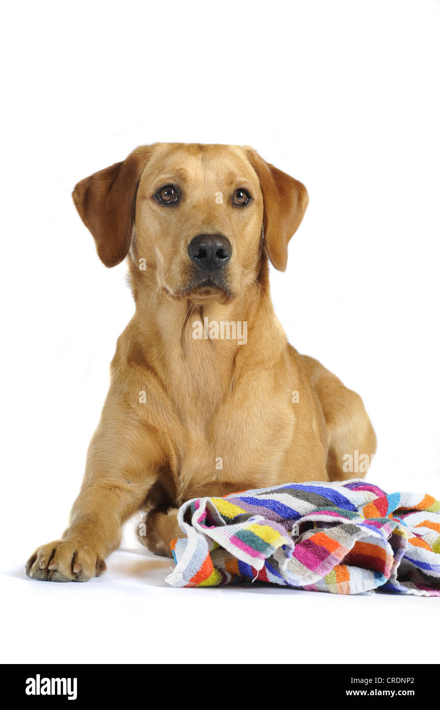 Yellow Labrador Retriever bitch lying down beside a striped beach towel ...