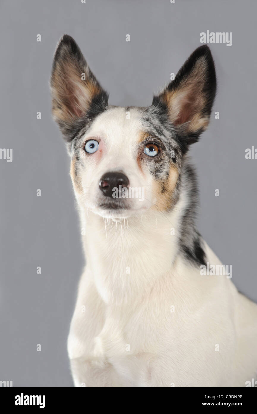 Portrait mix dog hi-res stock photography and images - Alamy