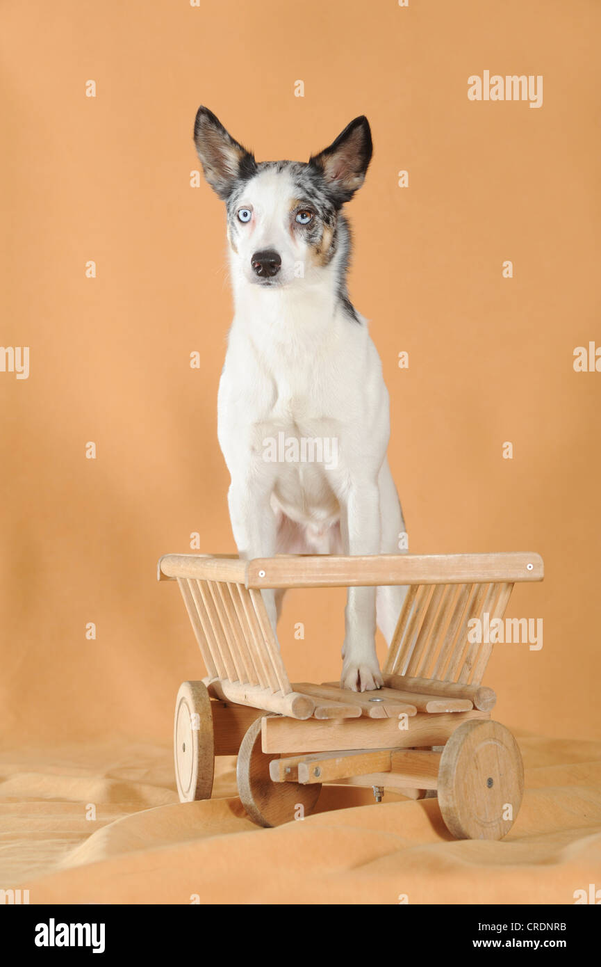 Dog Cart High Resolution Stock Photography and Images - Alamy