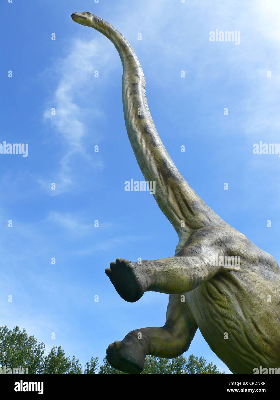 Diplodocus (Diplodocus), erect against blue sky Stock Photo - Alamy