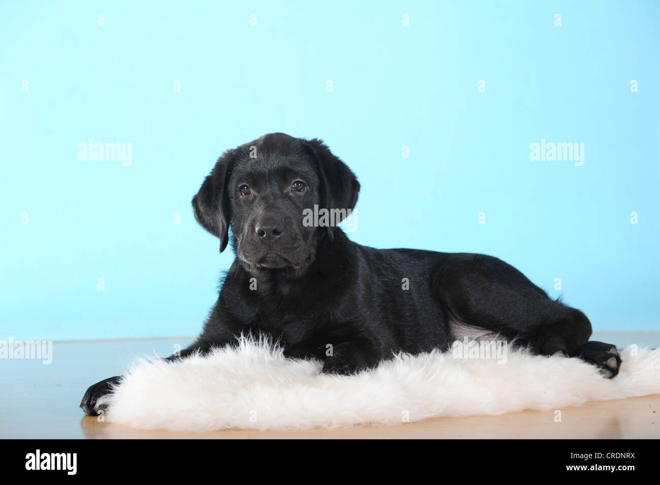 Black Labrador Retriever puppy lying on a sheepskin rug Stock Photo - Alamy