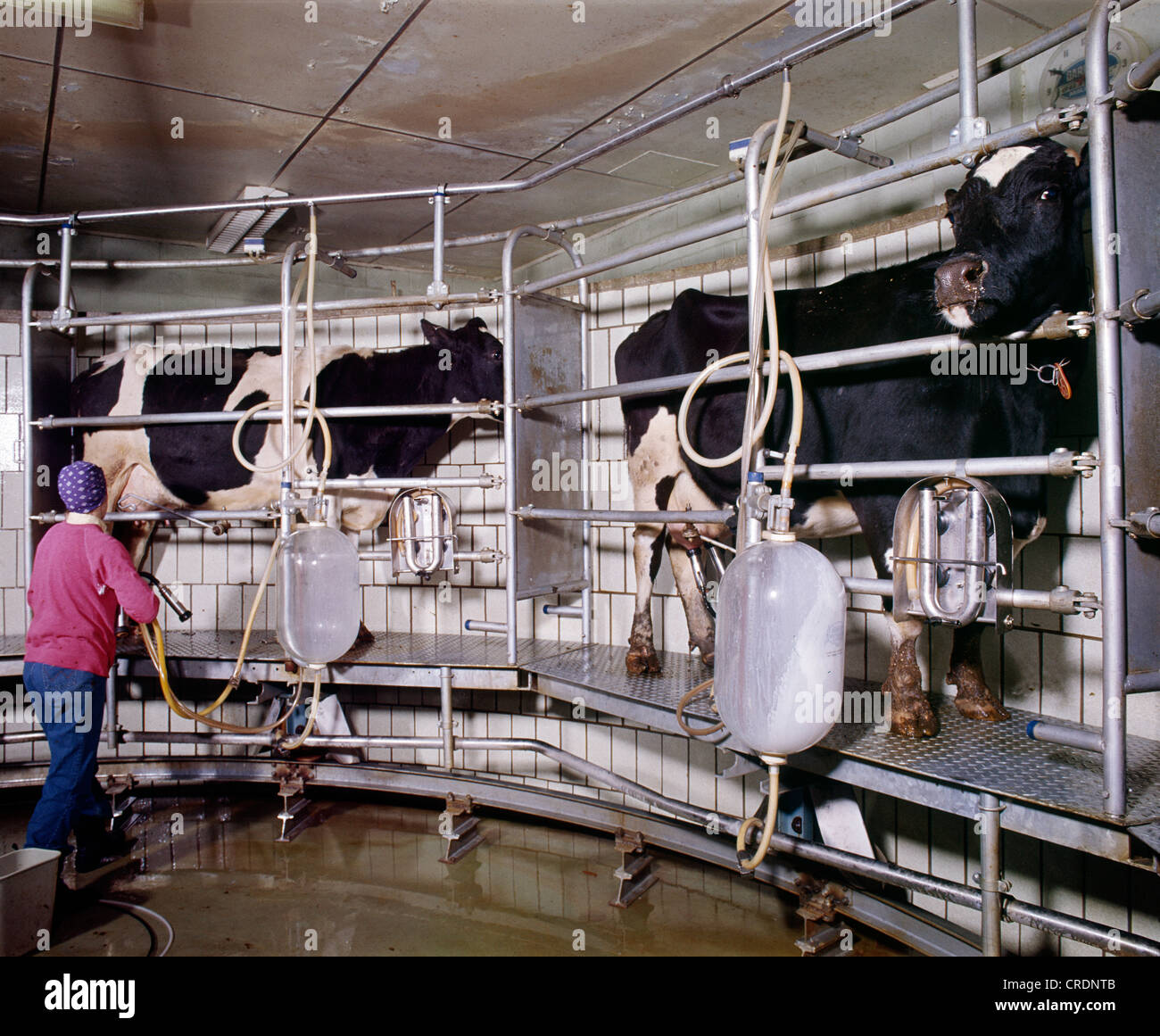 Milking carousel hi-res stock photography and images - Alamy