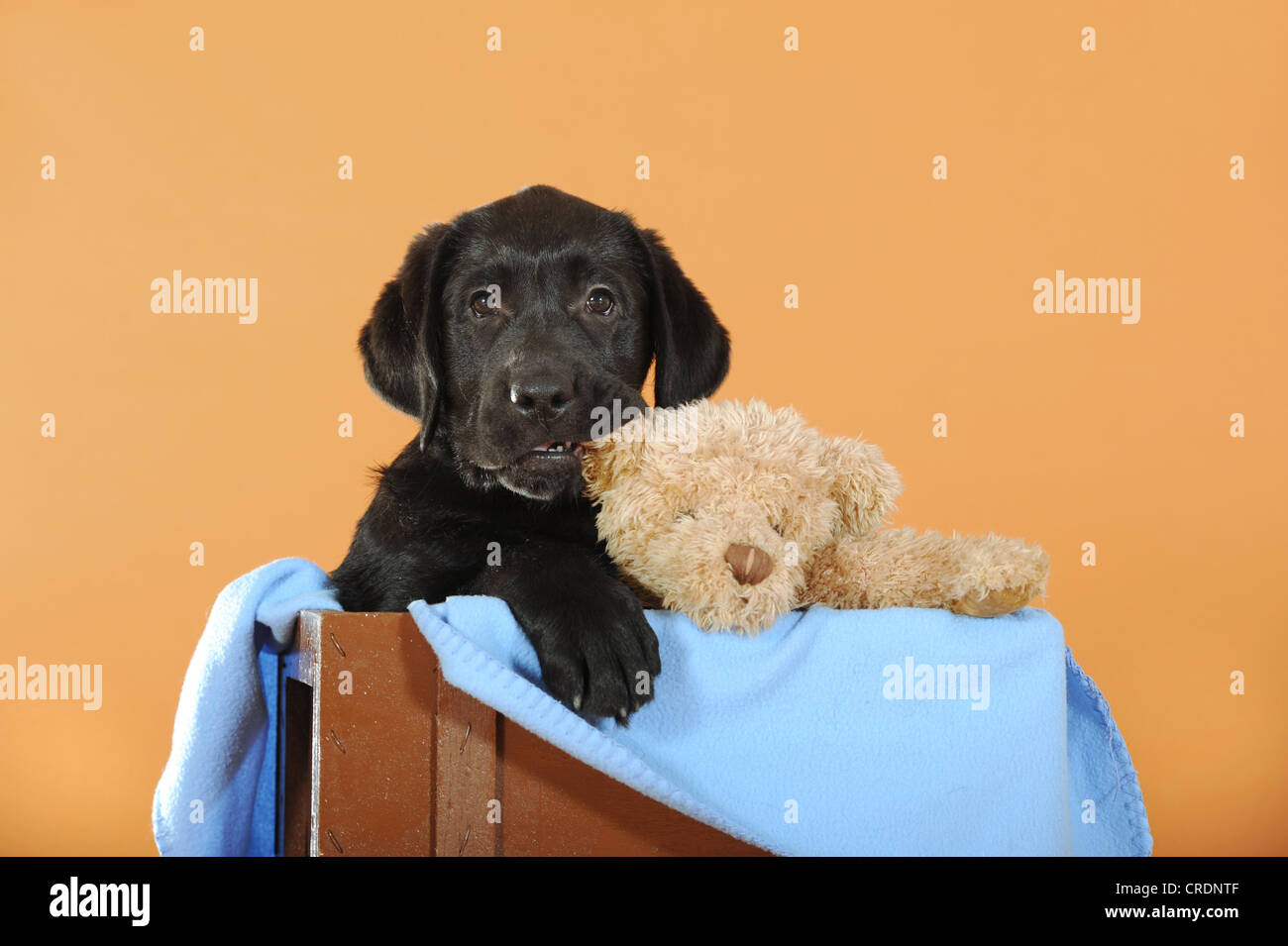 Cute lab pups hi-res stock photography and images - Alamy