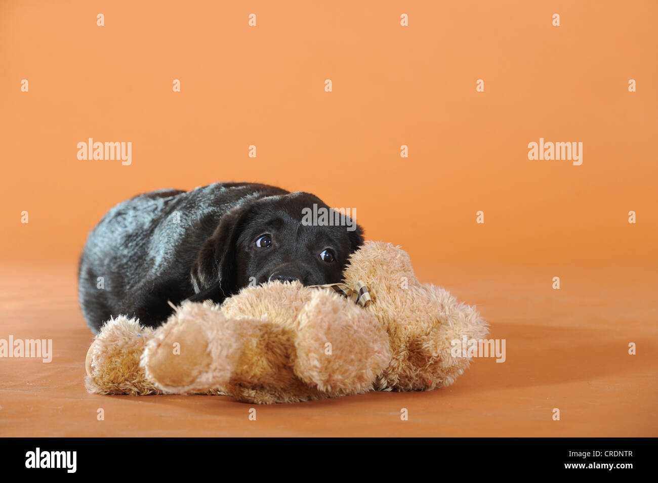 Black labrador puppy hi-res stock photography and images - Alamy