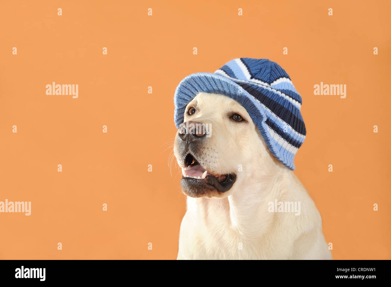 Labrador wearing a cap hi-res stock photography and images - Alamy