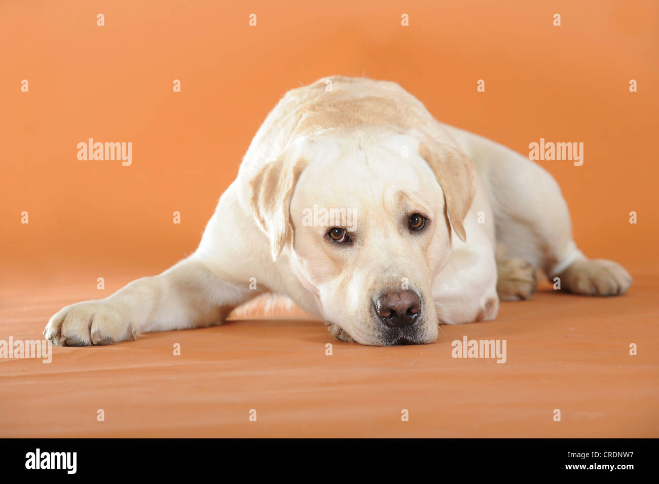 Labrador lying down hi-res stock photography and images - Alamy