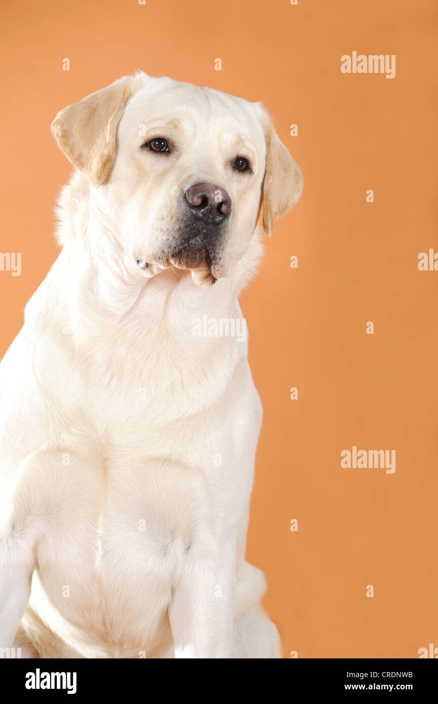 Yellow Labrador Retriever Stock Photo - Alamy
