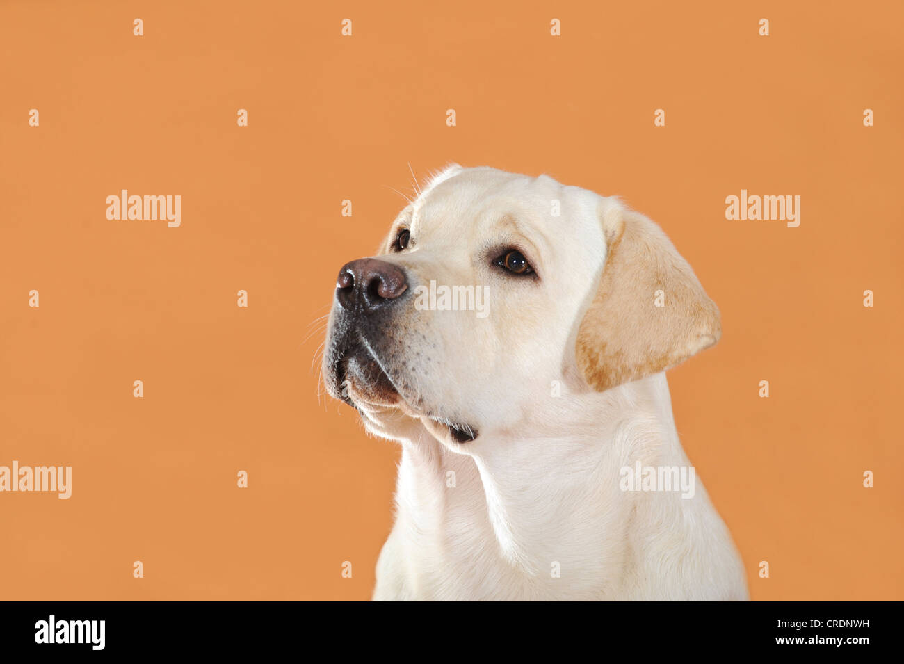Yellow Labrador Retriever, portrait Stock Photo - Alamy