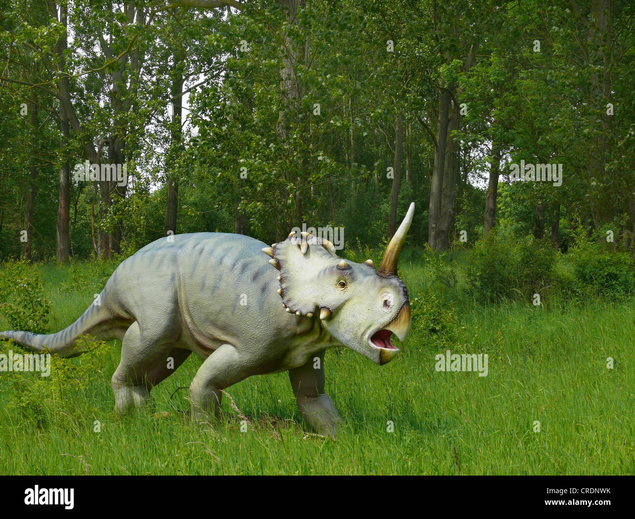 Well-horned Lizard (Centrosaurus), attacking Stock Photo - Alamy