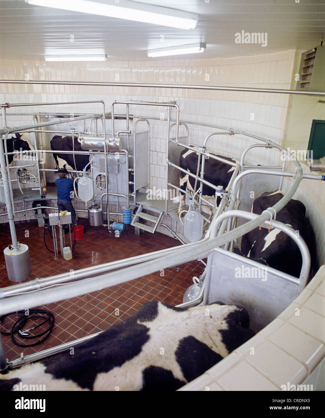 MILKING PARLOR / PENNSYLVANIA Stock Photo - Alamy
