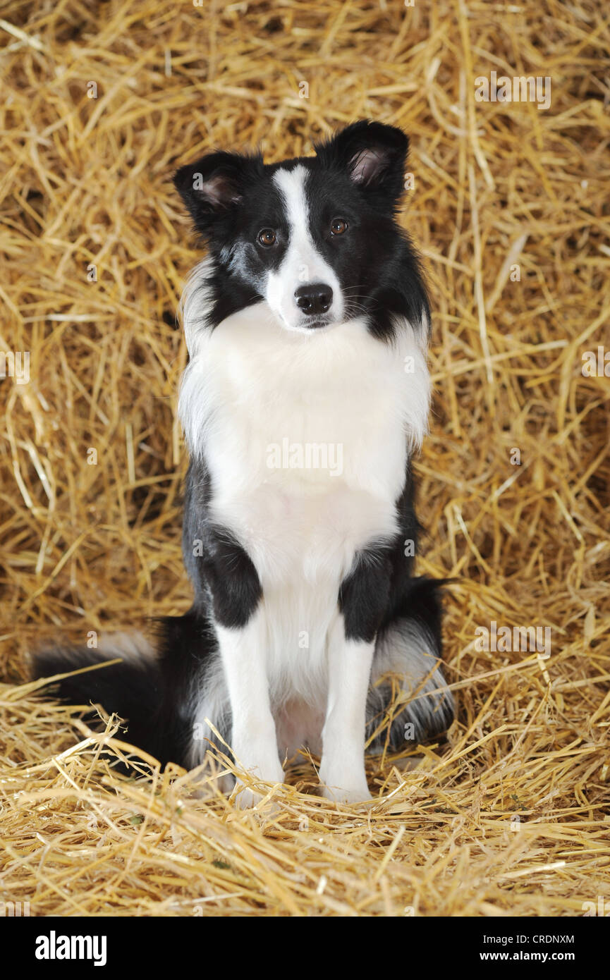 Border collie in straight hi-res stock photography and images - Alamy