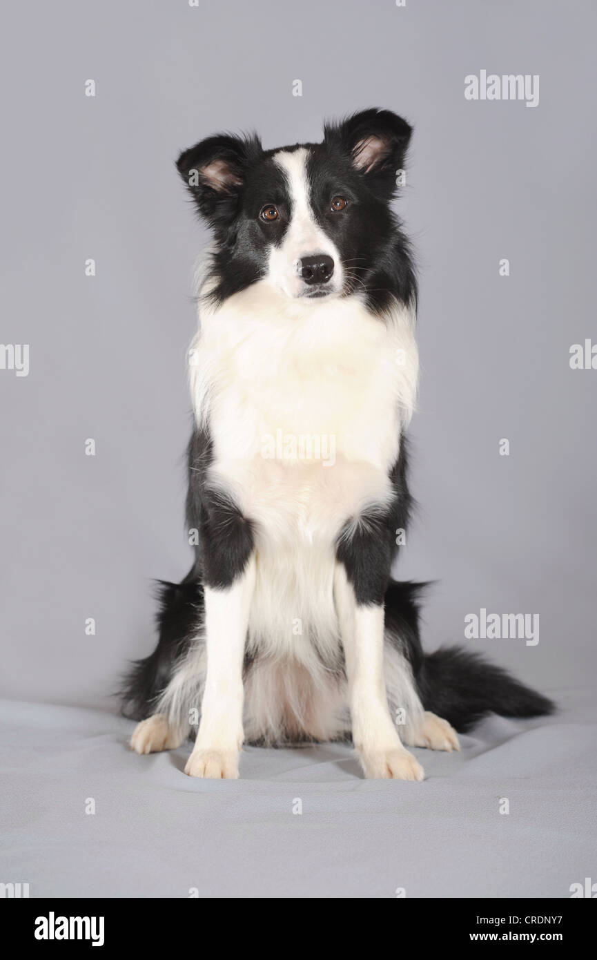 Border Collie, sitting Stock Photo - Alamy